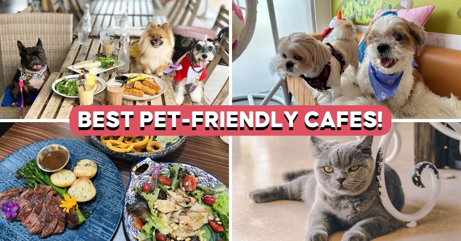 15 Pet-Friendly Cafes In Singapore With Food For Both You And Your Pet - Singapore Promo